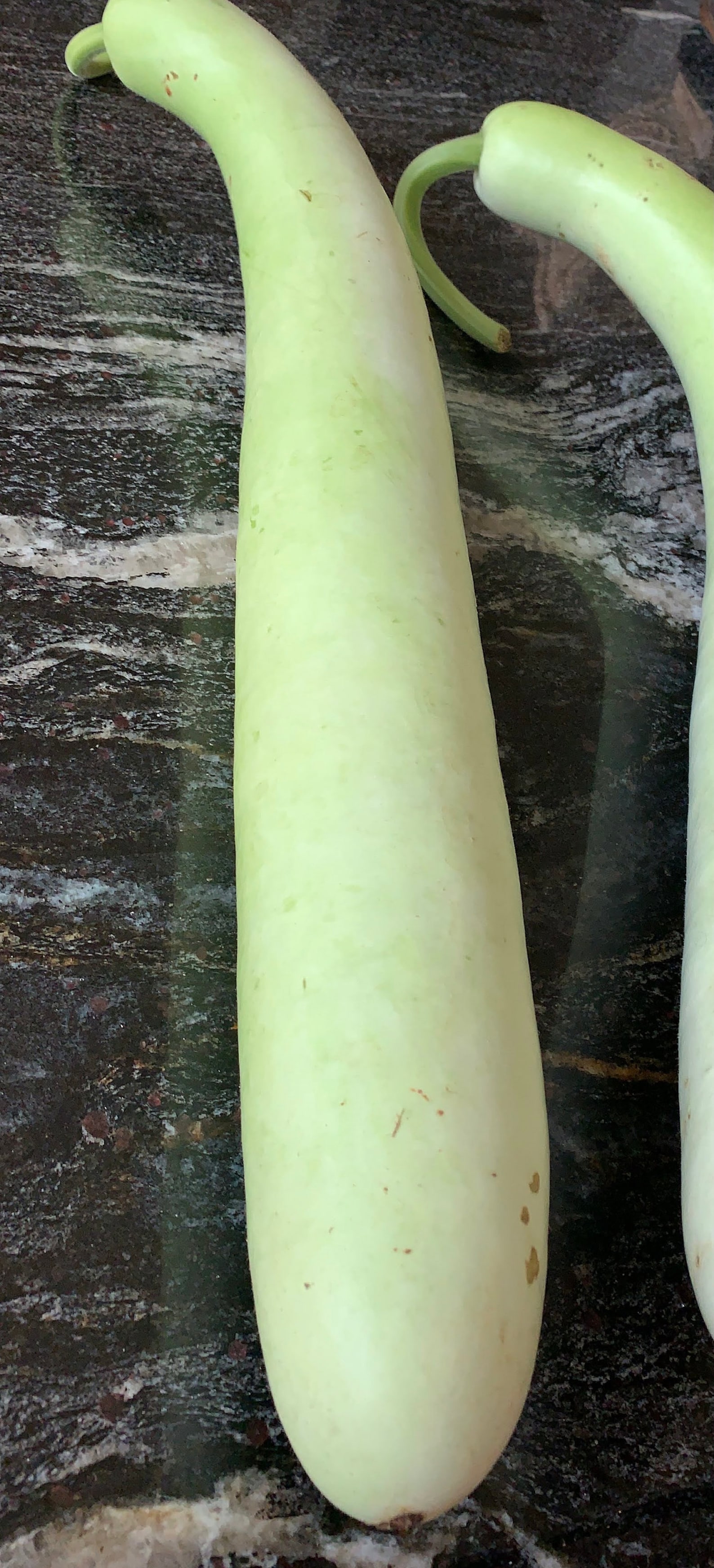 10 Lauki Seeds/doodhi/kaddu/ Long Bottle Gourd - Etsy