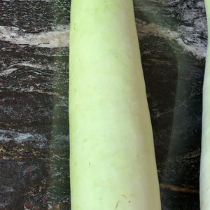 10 Lauki Seeds/doodhi/kaddu/ Long Bottle Gourd | Etsy