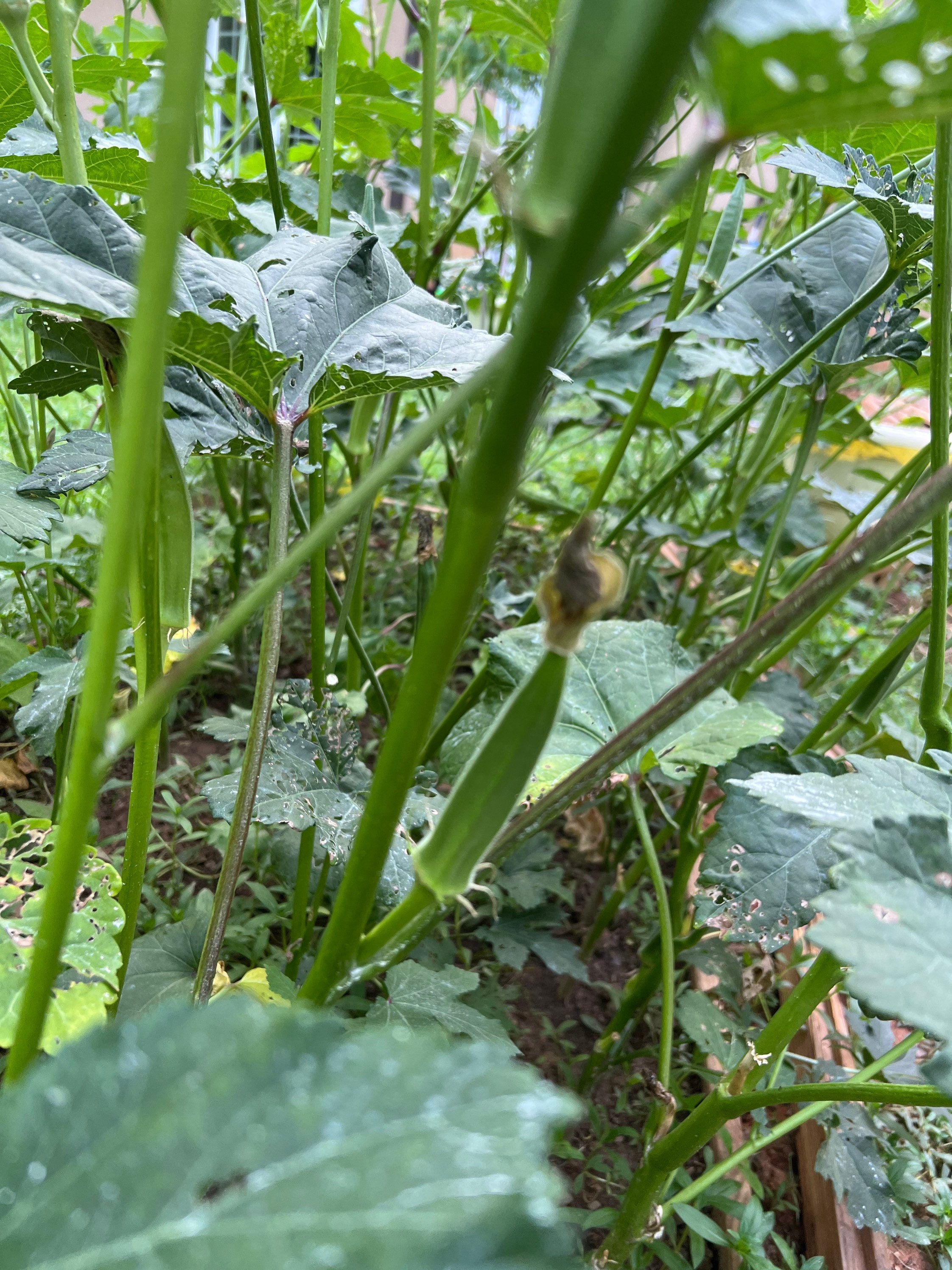 Indian Okra/deai Okra With 5 Ridges Approximately 20 Seeds - Etsy