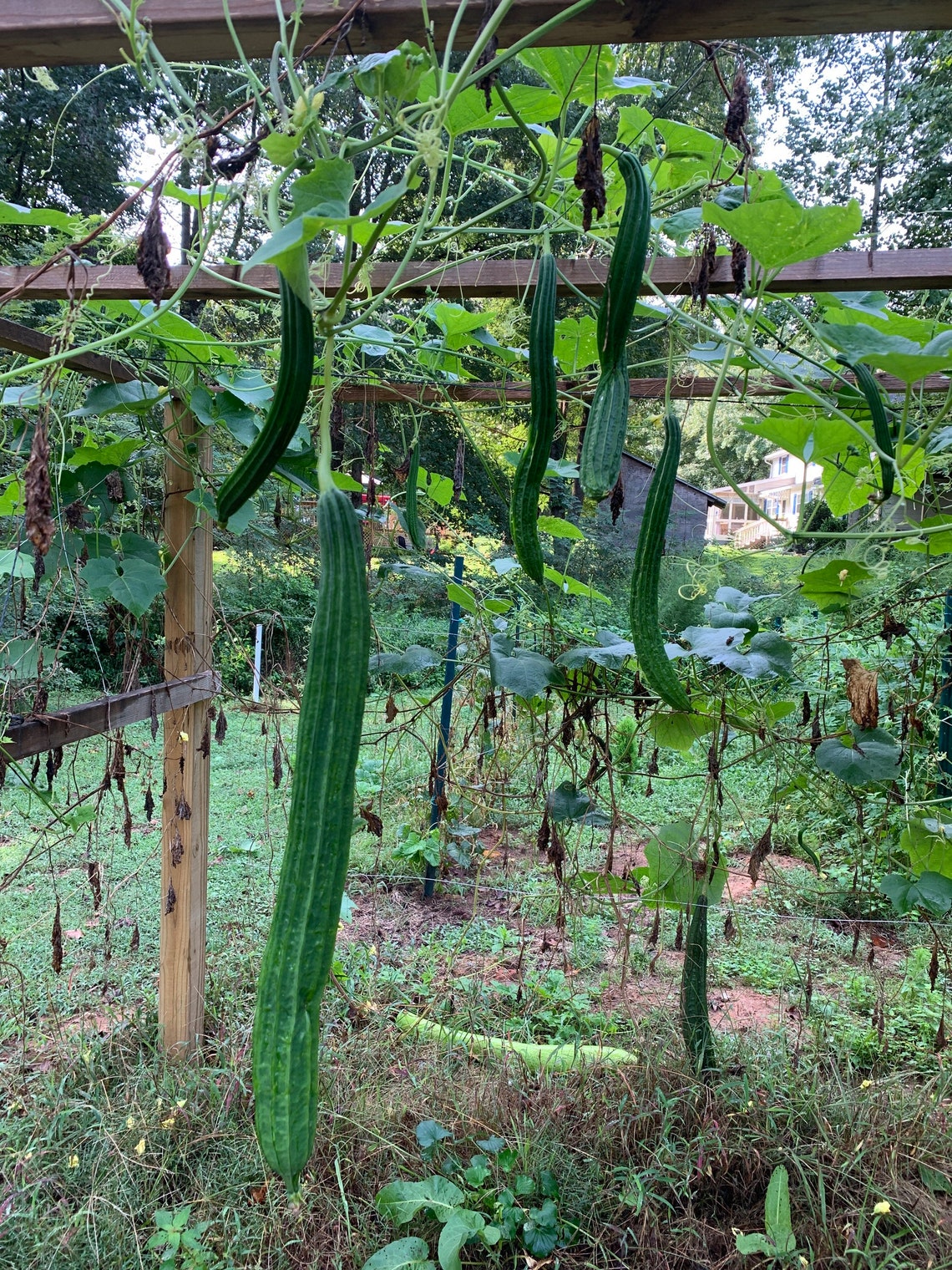 10 Seeds for Torai/ridged Gourd/chinese Okra - Etsy