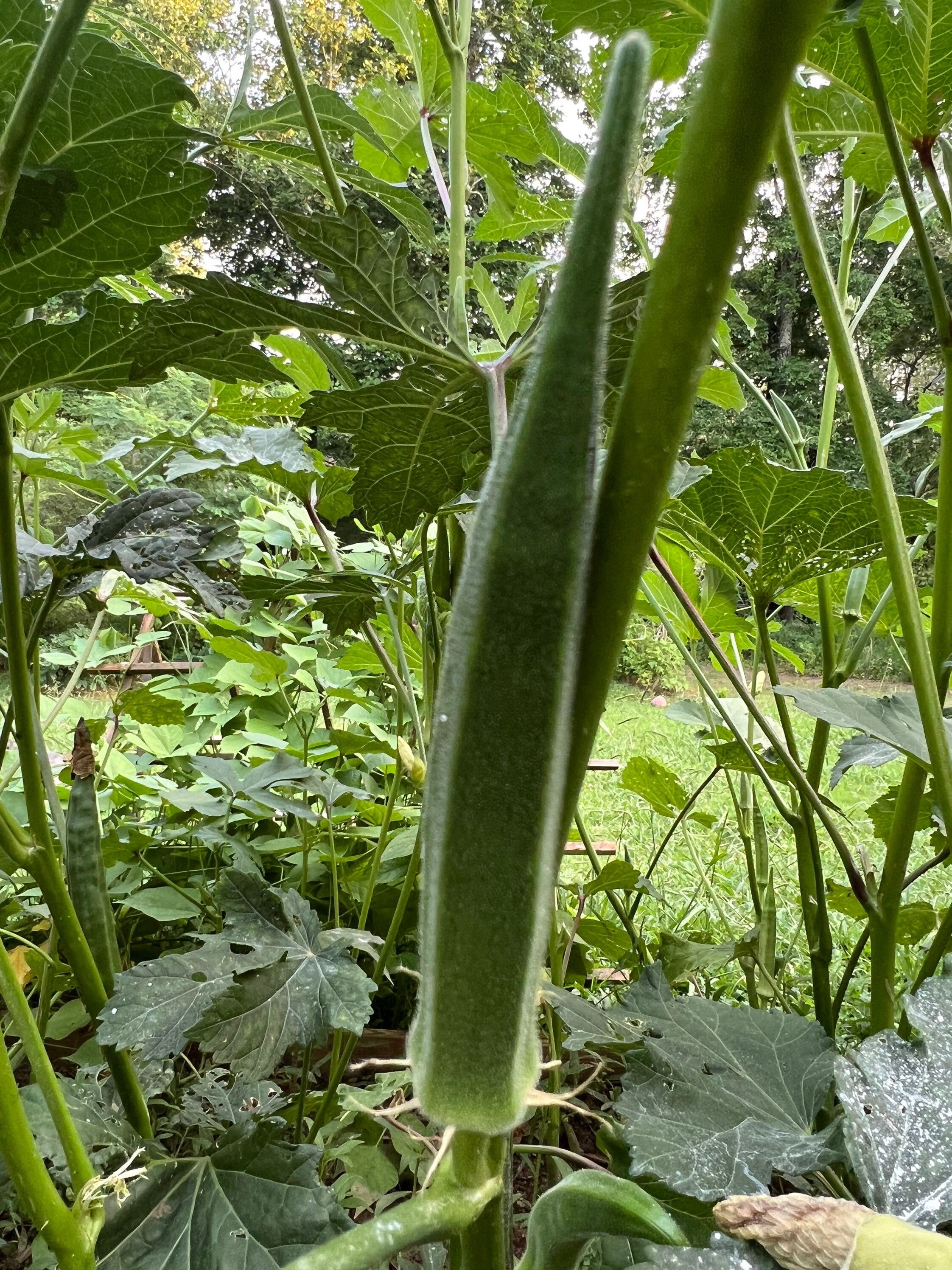 Indian Okra/deai Okra With 5 Ridges Approximately 20 Seeds - Etsy