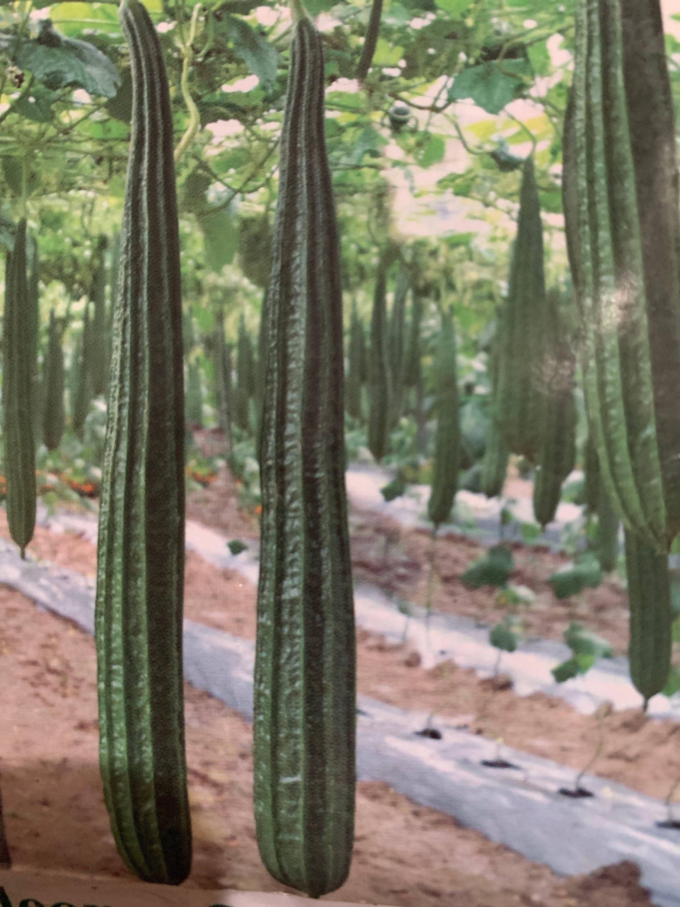 10 Seeds for Torai/ridged Gourd/chinese Okra - Etsy