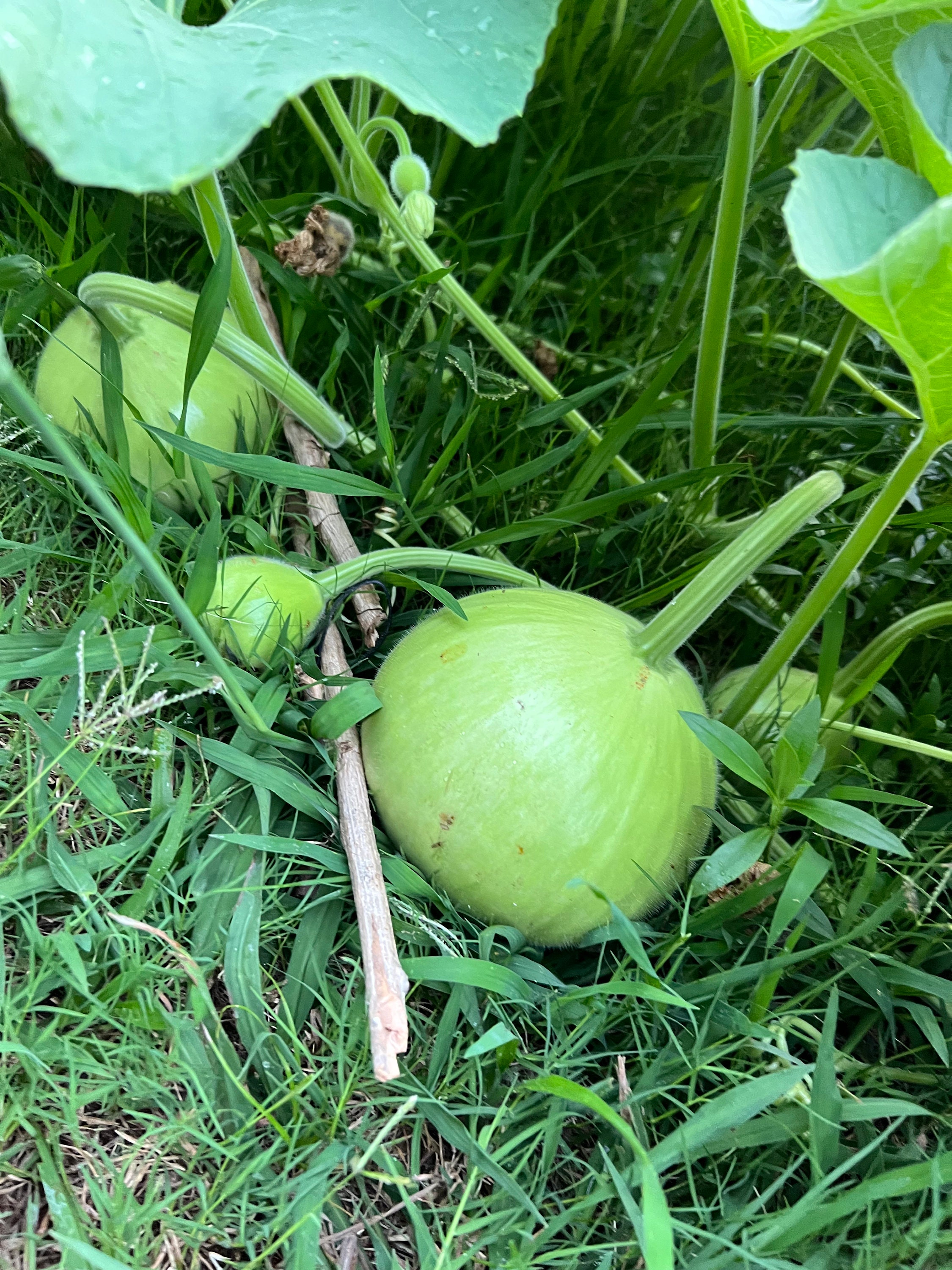 Lauki/round Squash/sorekaya/ Calabash Squash Round 10 Seeds. Grown in ...
