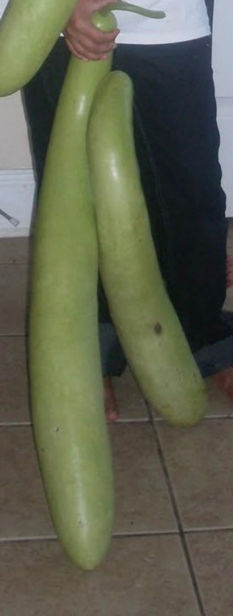 10 Lauki Seeds/doodhi/kaddu/ Long Bottle Gourd - Etsy