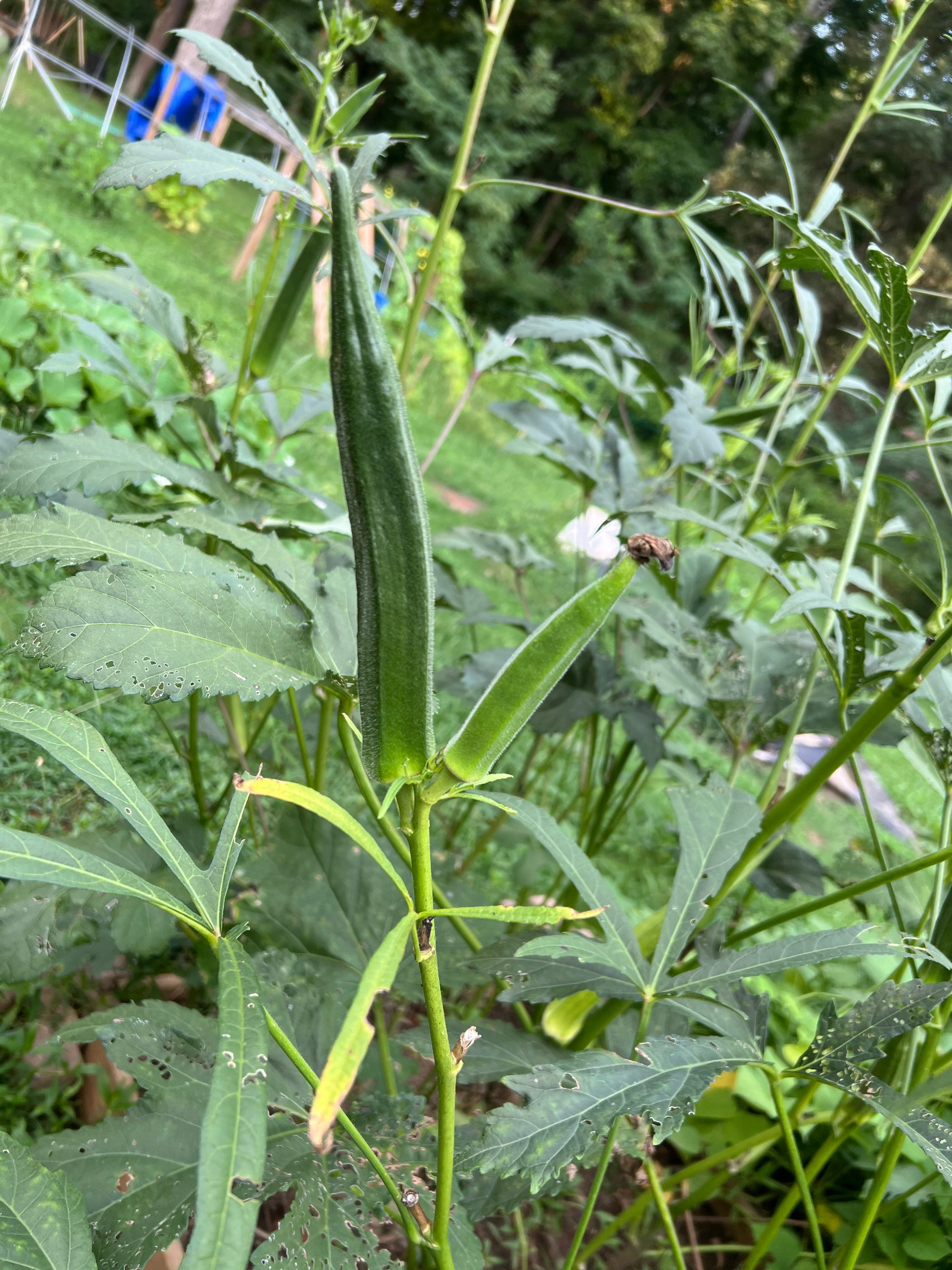Indian Okra/deai Okra With 5 Ridges Approximately 20 Seeds - Etsy
