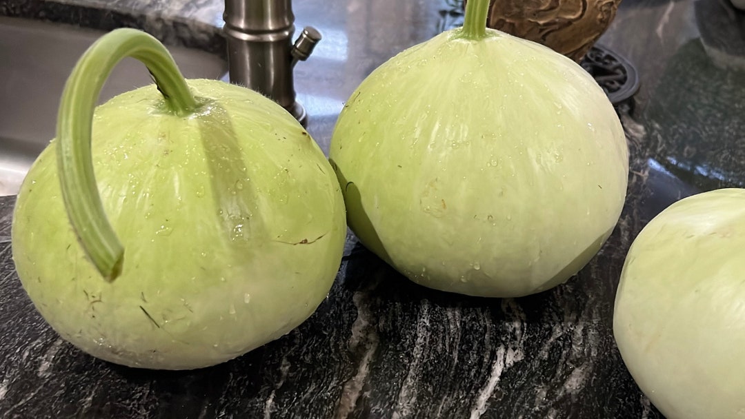 Lauki/round Squash/sorekaya/ Calabash Squash Round 10 Seeds. Grown in ...