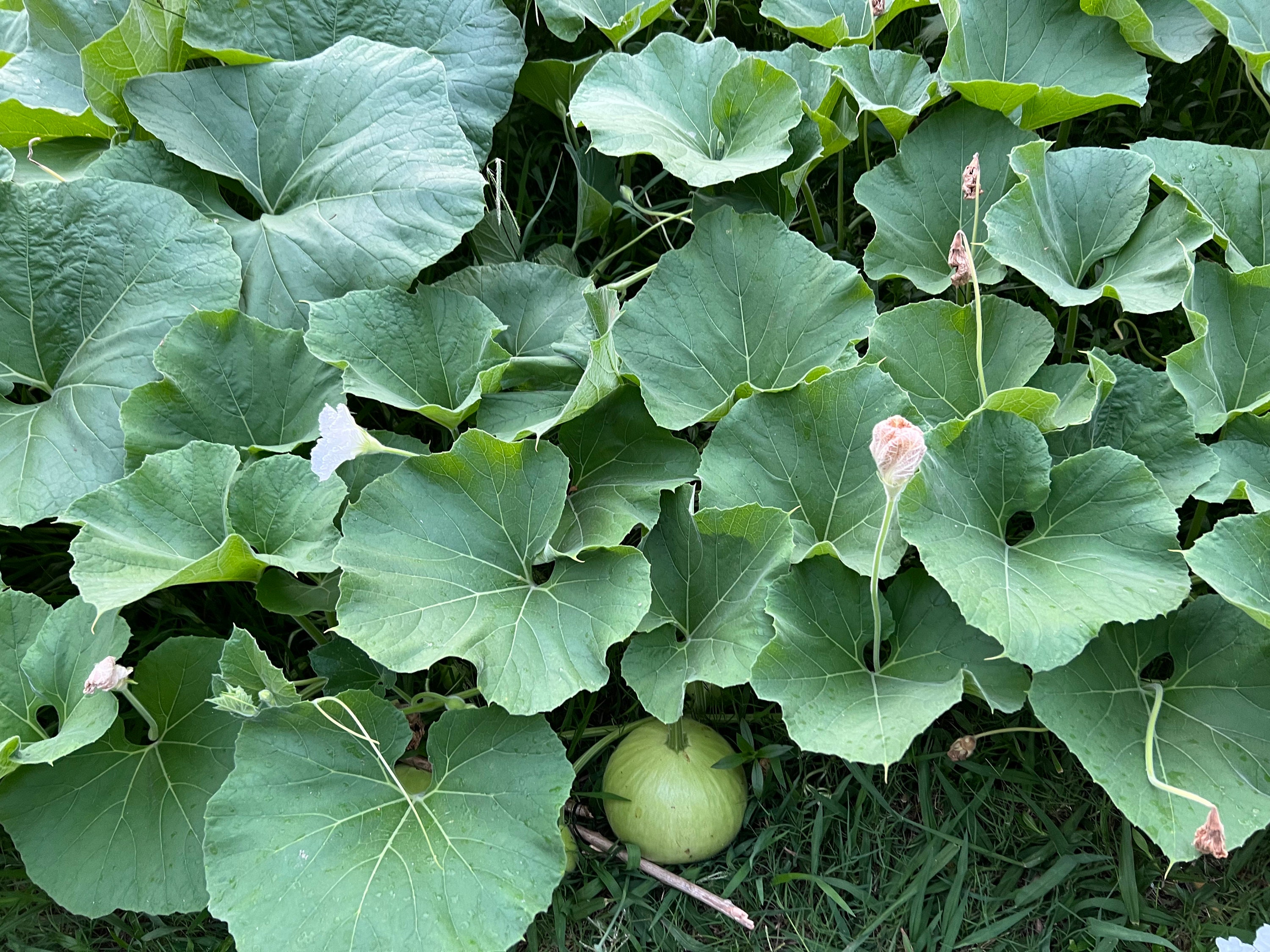 Lauki/round Squash/sorekaya/ Calabash Squash Round 10 Seeds. Grown in ...