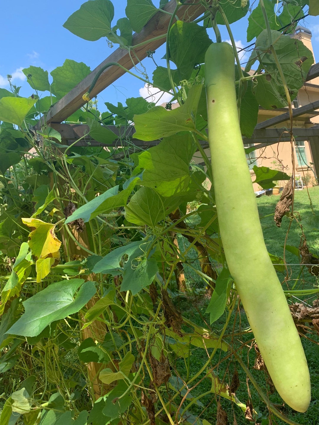 10 Lauki Seeds/doodhi/kaddu/ Long Bottle Gourd - Etsy