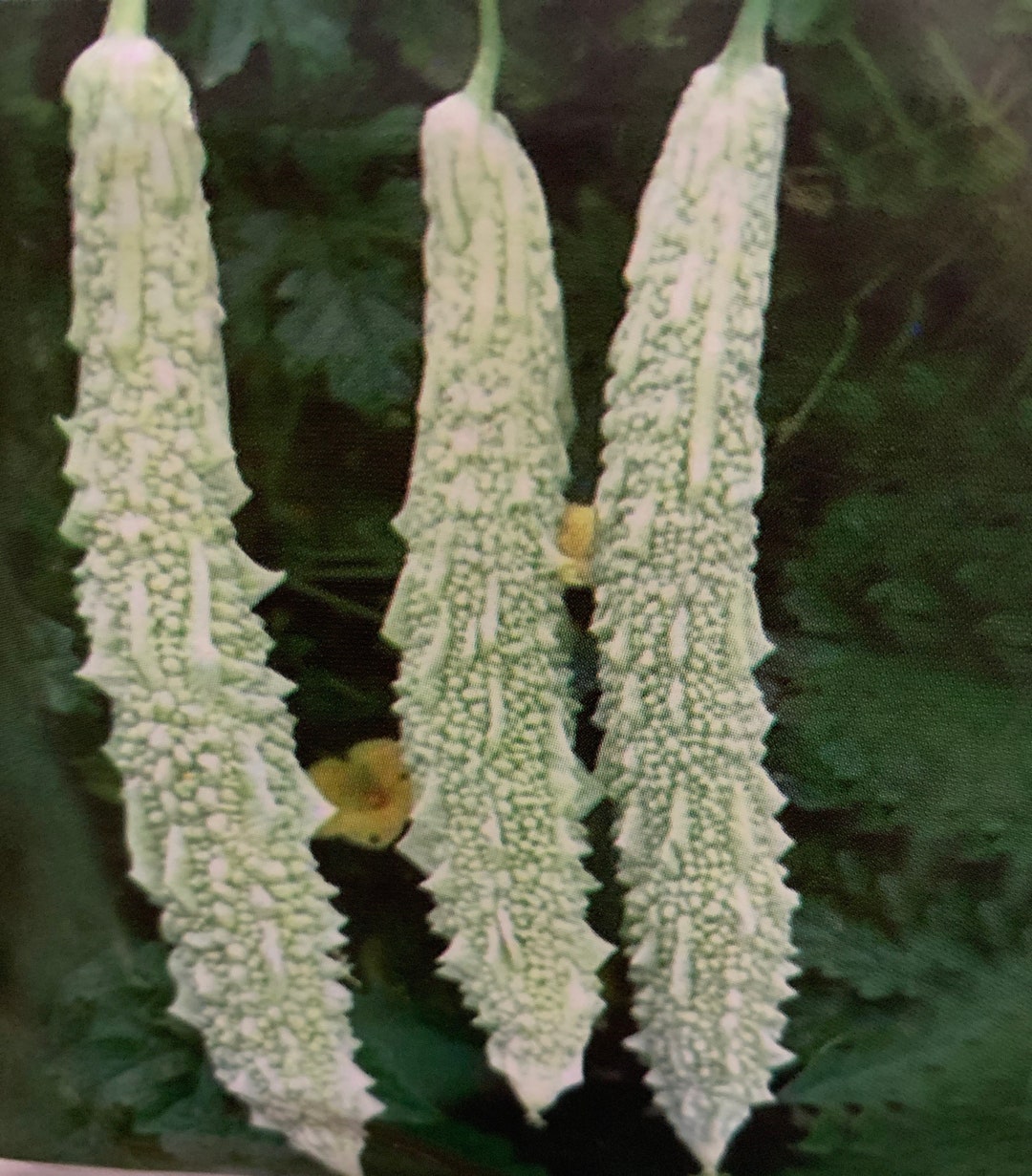 Indian Karela White/bitter Melon 10 Seeds - Etsy