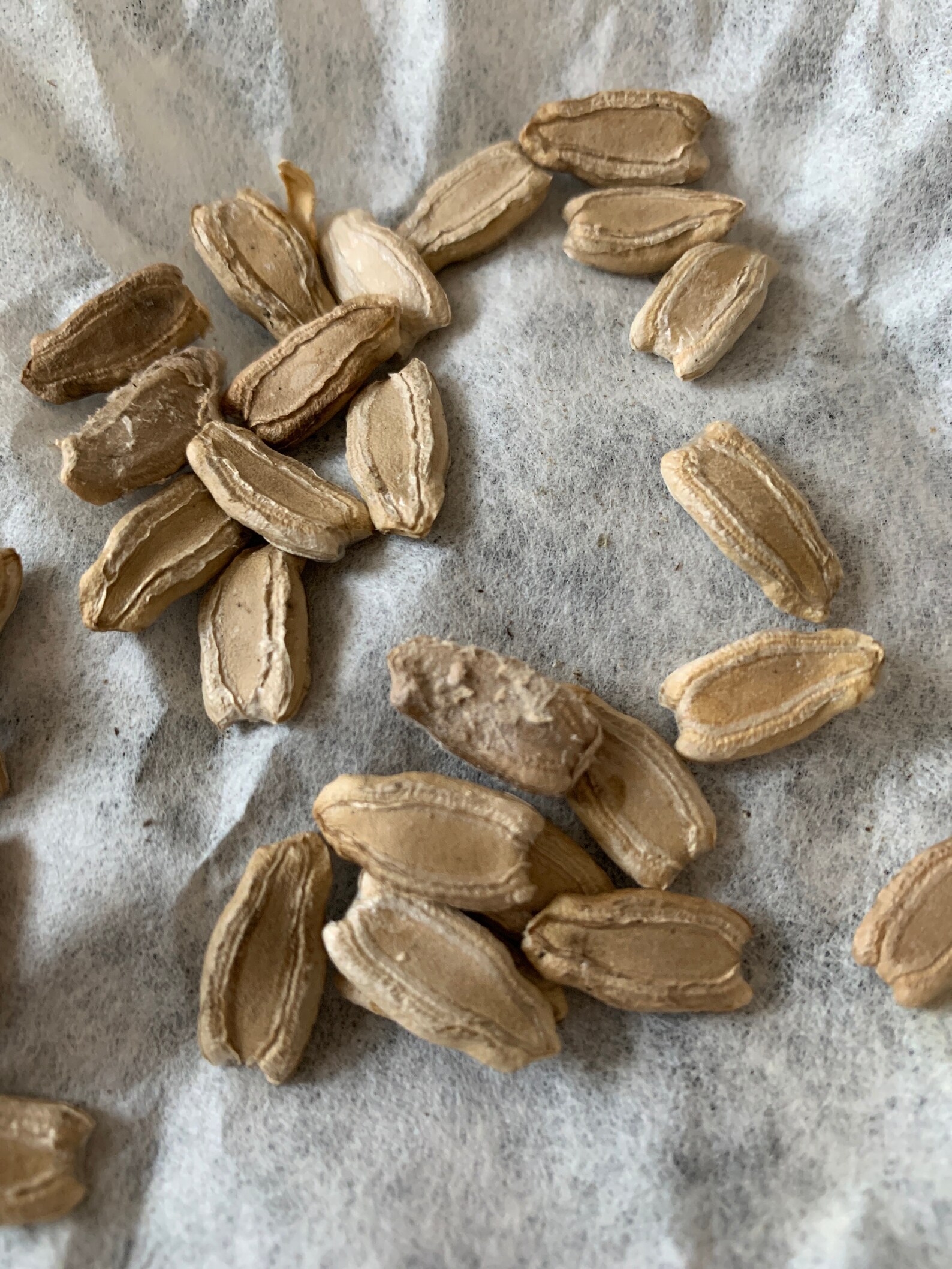 10 Lauki Seeds/doodhi/kaddu/ Long Bottle Gourd | Etsy