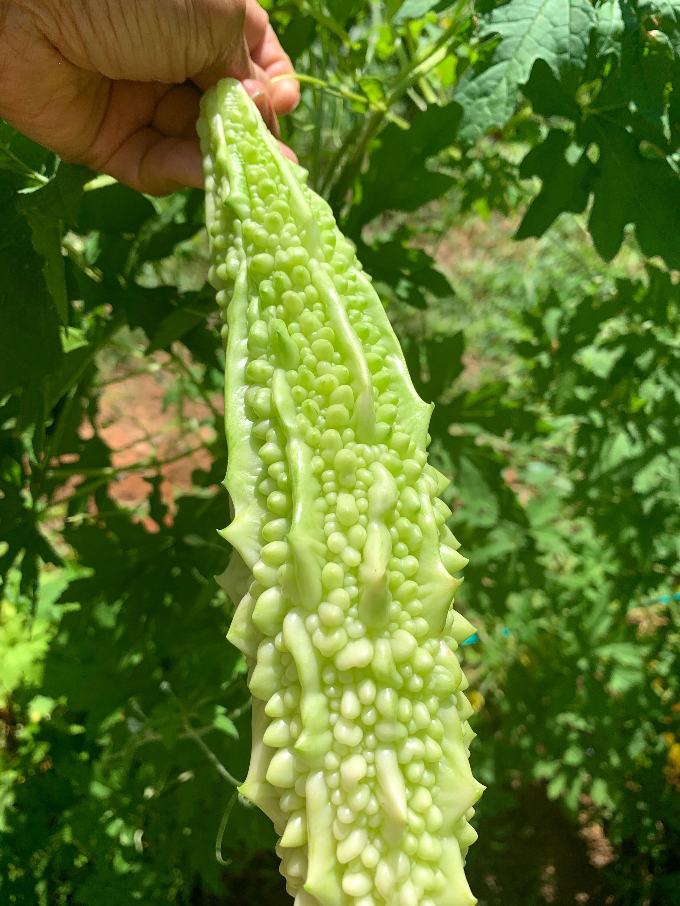 Indian Mixed Karela/bitter Melon Seeds 12 - Etsy
