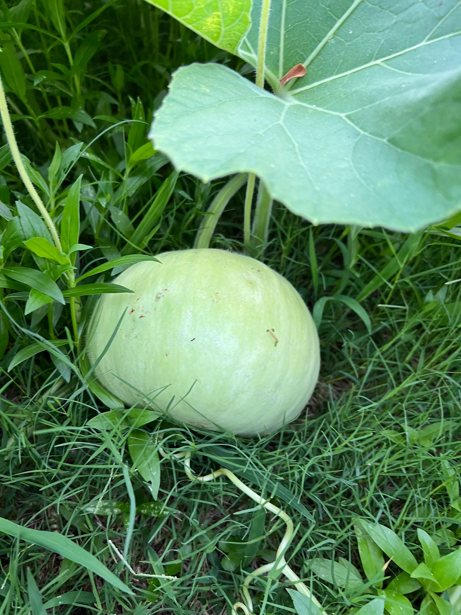 Lauki/round Squash/sorekaya/ Calabash Squash Round 10 Seeds. Grown in ...