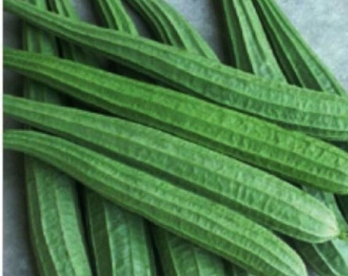 10 Seeds for Torai/ridged Gourd/chinese Okra - Etsy