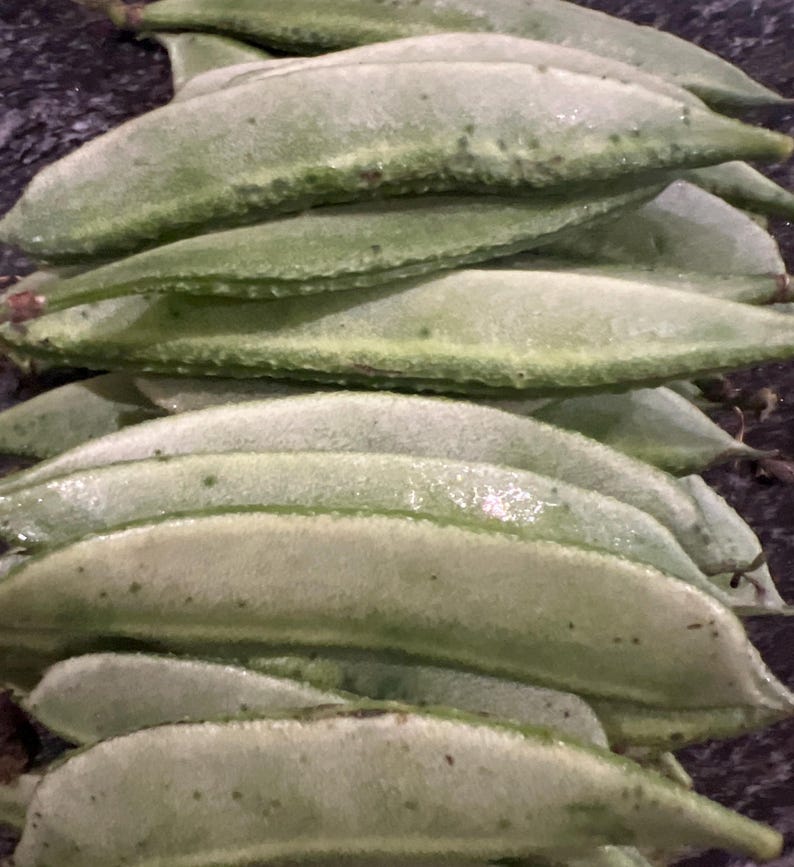 Papdi Sem, Indian Hyacinth, Sem, or Papdi 6 Seeds. - Etsy