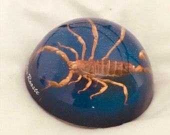 Home Décor Entomology Scorpion paperweight Insects cast in clear resin ...