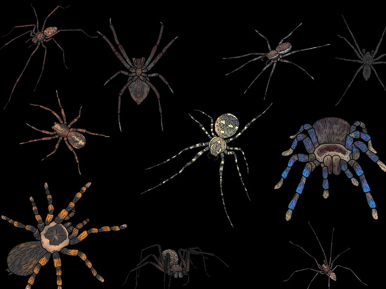 50+ Procreate Spider and Web Stamp Brushes: Tarantula Spooky Halloween ...