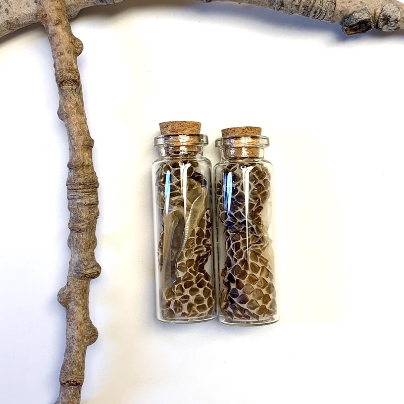 Specimen Jar - Etsy