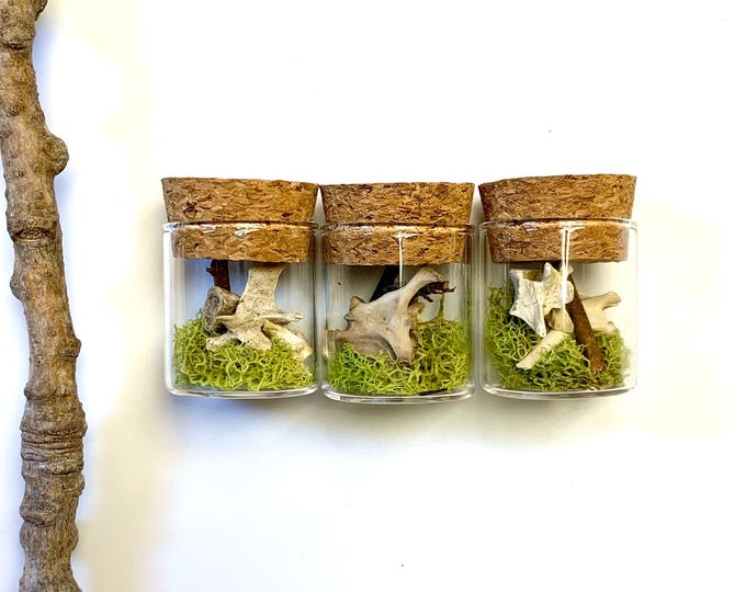Bones and Brambles in a Jar Specimen, Vertebrae, Curiosities, Altar ...