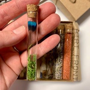 Nature Specimens, Peacock Feather, Dried Flowers, Botanicals, Natural ...