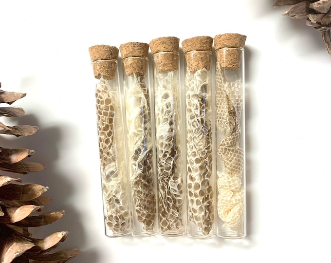 Nature Specimens, Peacock Feather, Dried Flowers, Botanicals, Natural ...