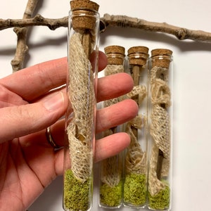 Snake Skin Shed and Brambles in a Jar, Curiosities, Altar Decoration ...