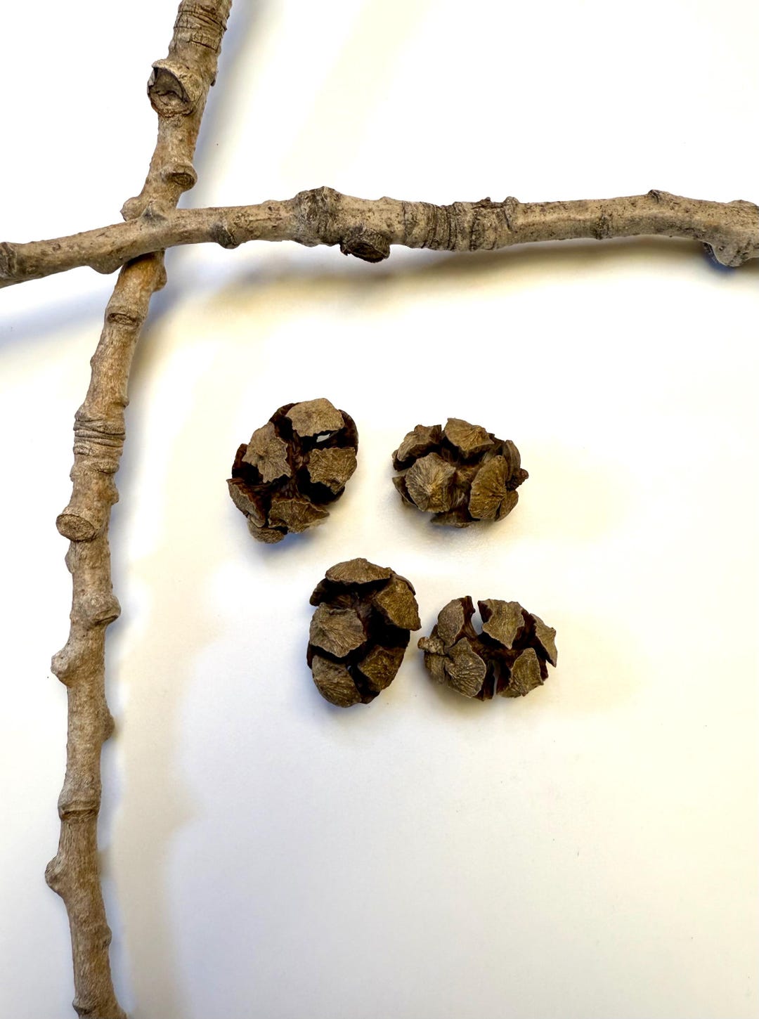 Cypress Pinecones, Bald Cypress Cone Specimen, Curiosities, Altar ...