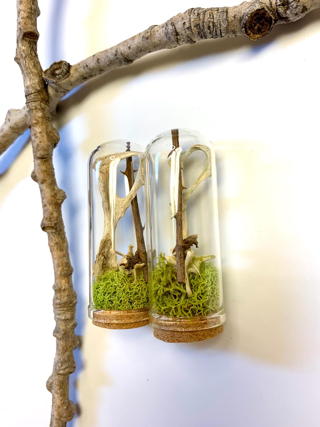 Bones and Brambles in a Jar Specimen, Leg Bone and Vertebrae ...