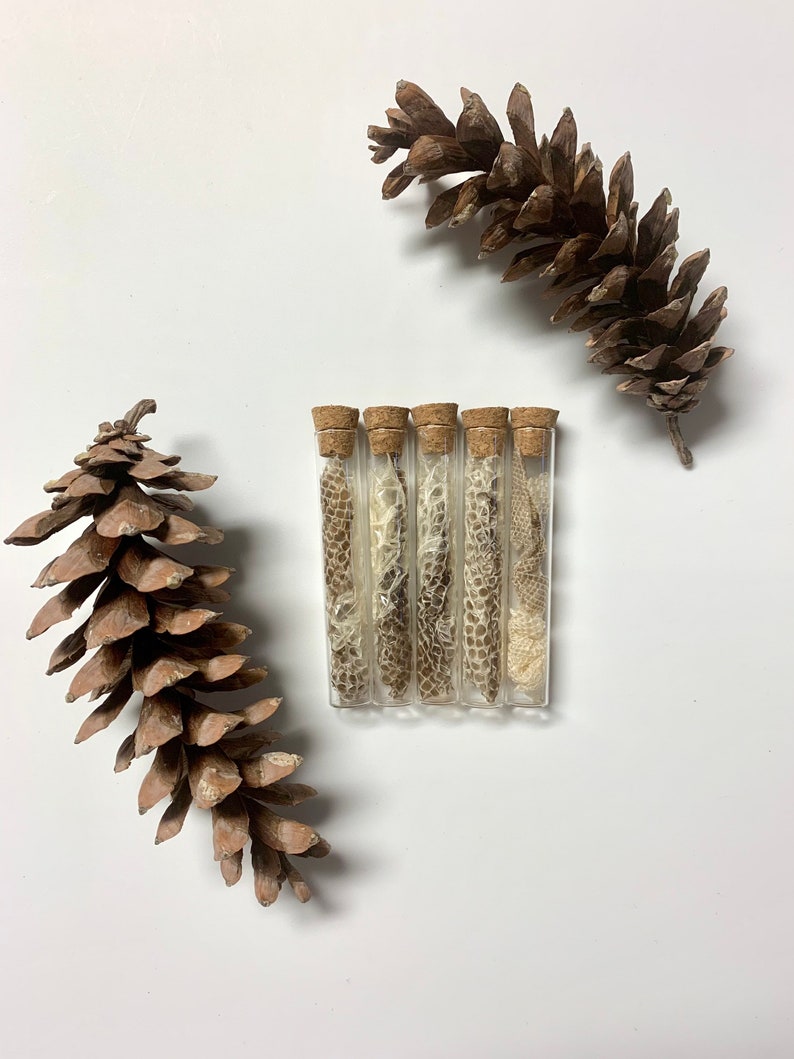 Snake Skin Shed Specimen, Curiosities, Altar Decoration, Witchcraft ...