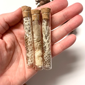 Snake Skin Shed Specimen, Curiosities, Altar Decoration, Witchcraft ...