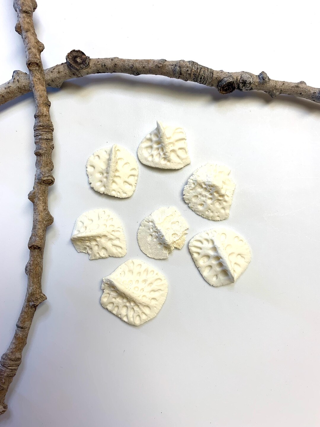 Alligator Scute Bone, Curiosities, Altar Decoration, Gator Bone ...
