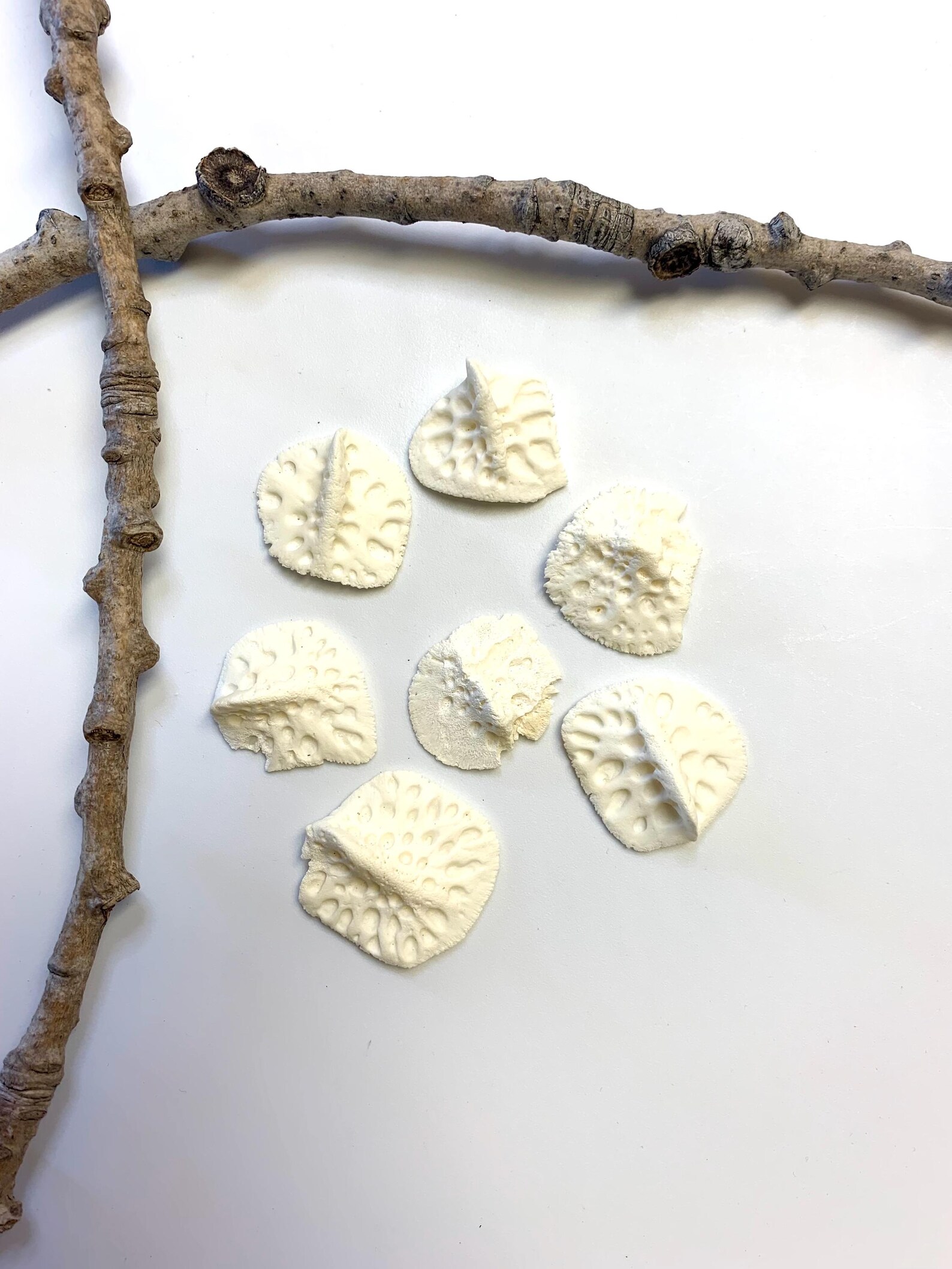 Alligator Scute Bone, Curiosities, Altar Decoration, Gator Bone ...