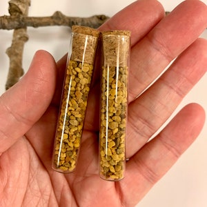 Bee Pollen Specimen, Curiosities, Altar Decoration, Witchcraft Oddities ...