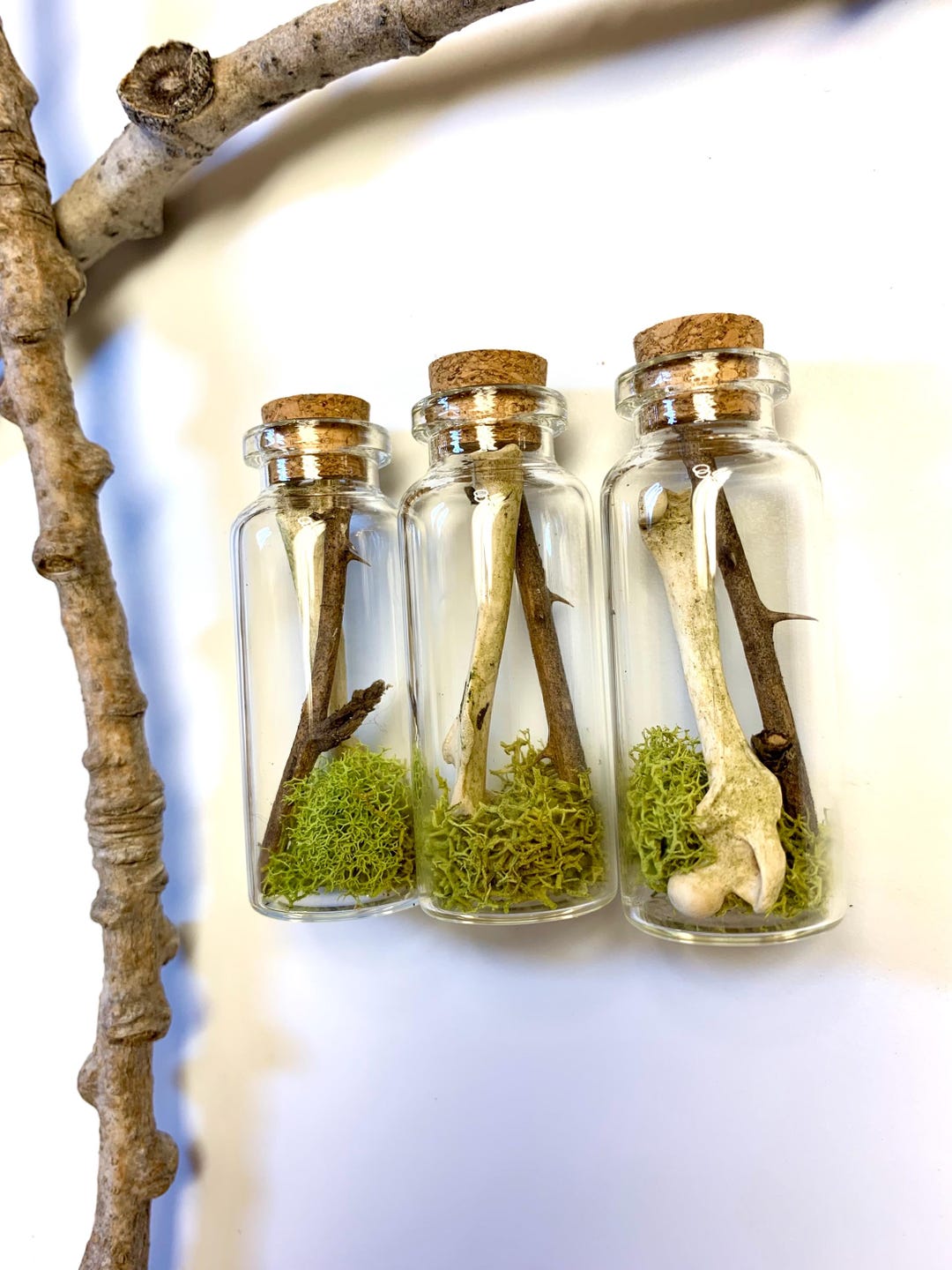 Bones and Brambles Jar Specimen: Altar Witchcraft Oddity - Etsy