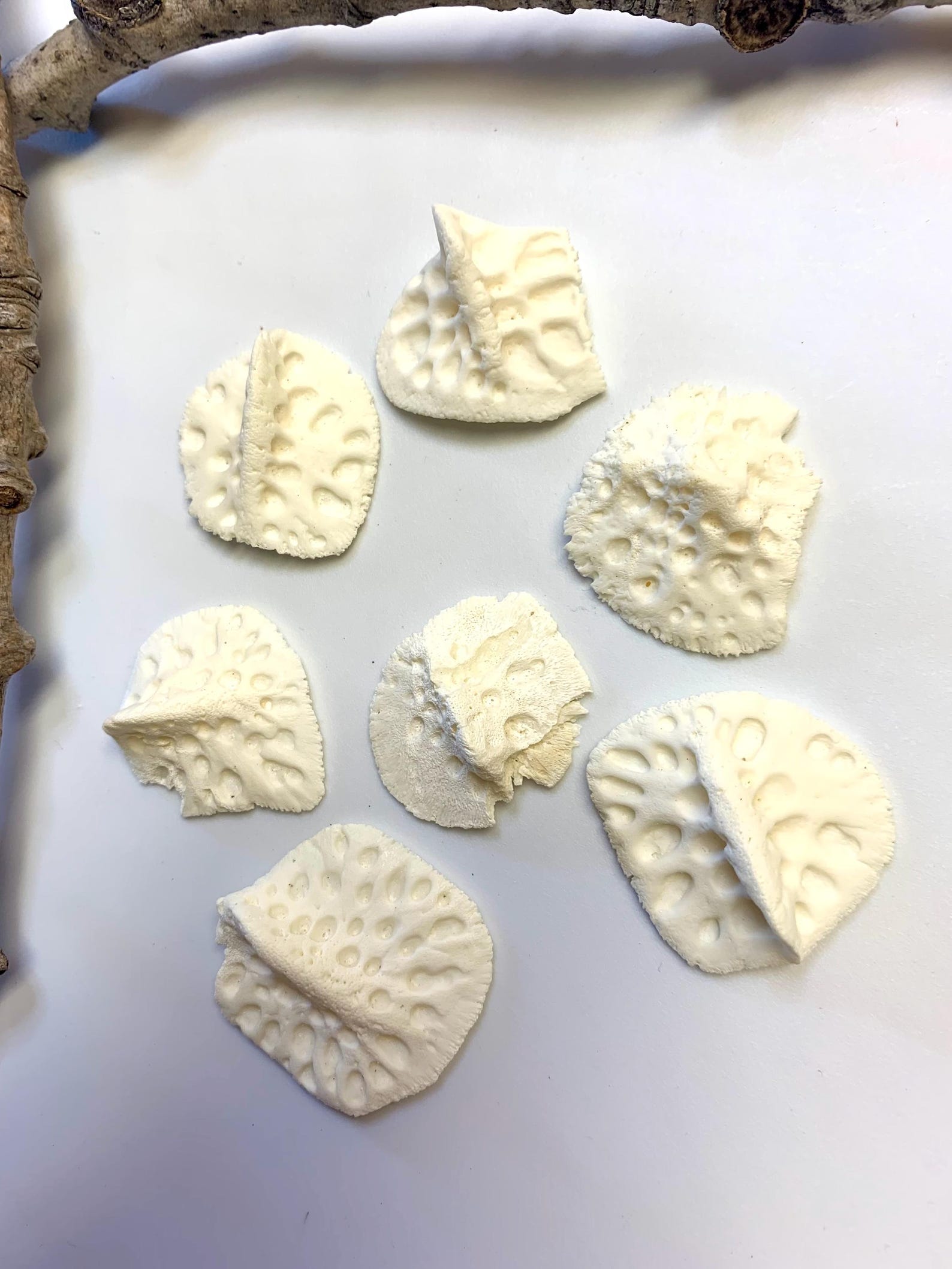Alligator Scute Bone, Curiosities, Altar Decoration, Gator Bone ...