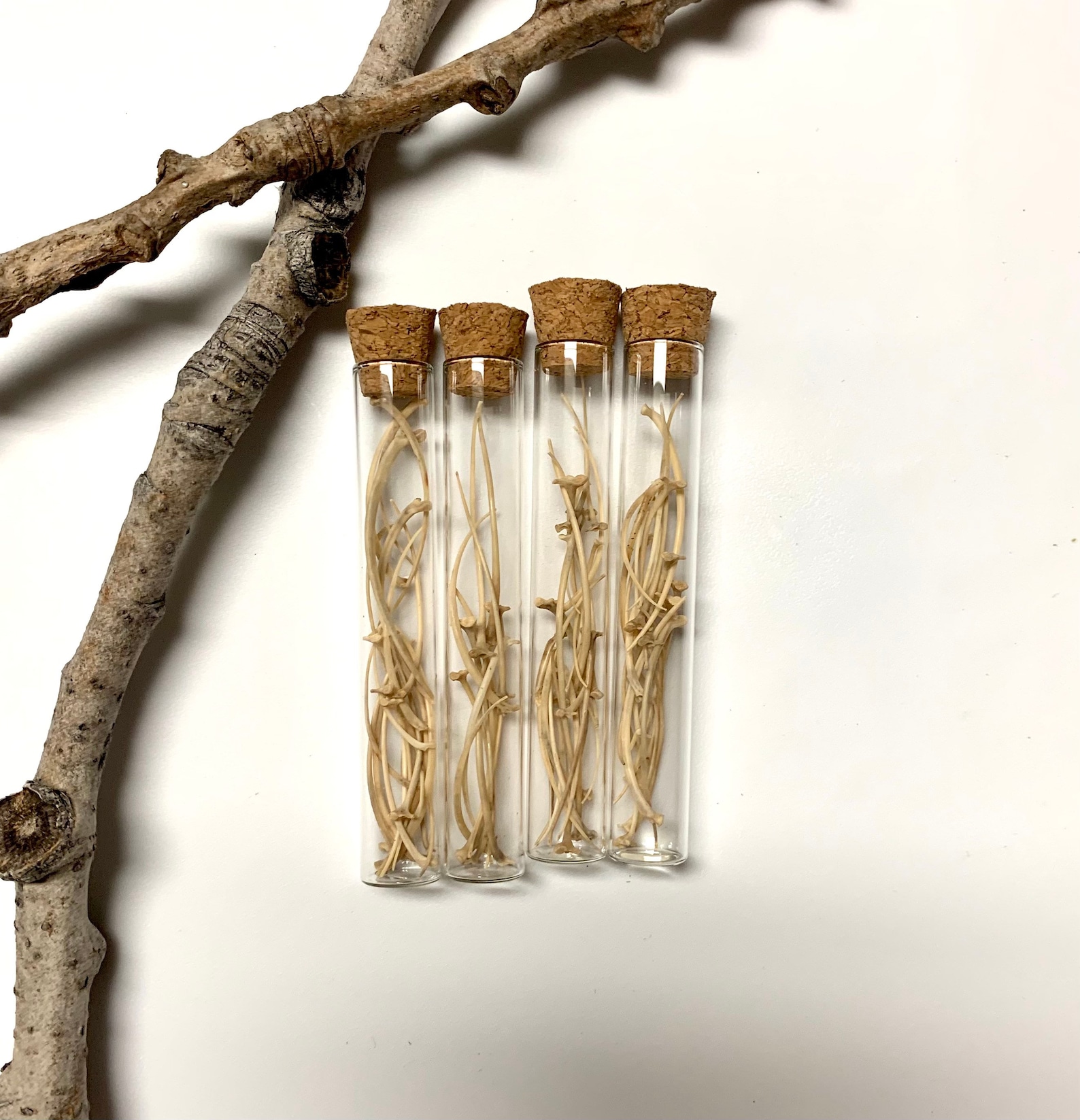 Snake Ribs Diamondback Snake Bones Curiosities Altar | Etsy