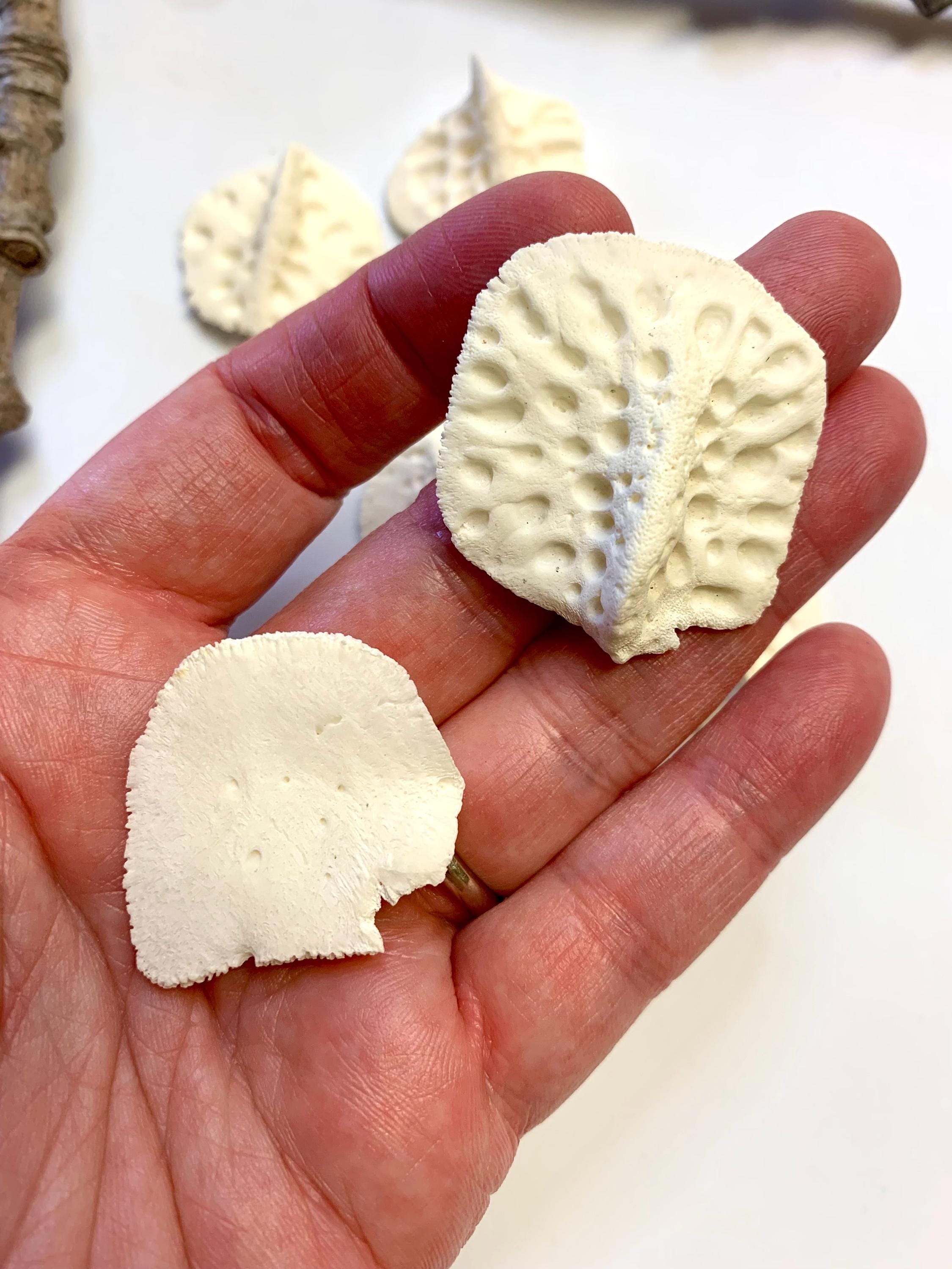 Alligator Scute Bone, Curiosities, Altar Decoration, Gator Bone ...