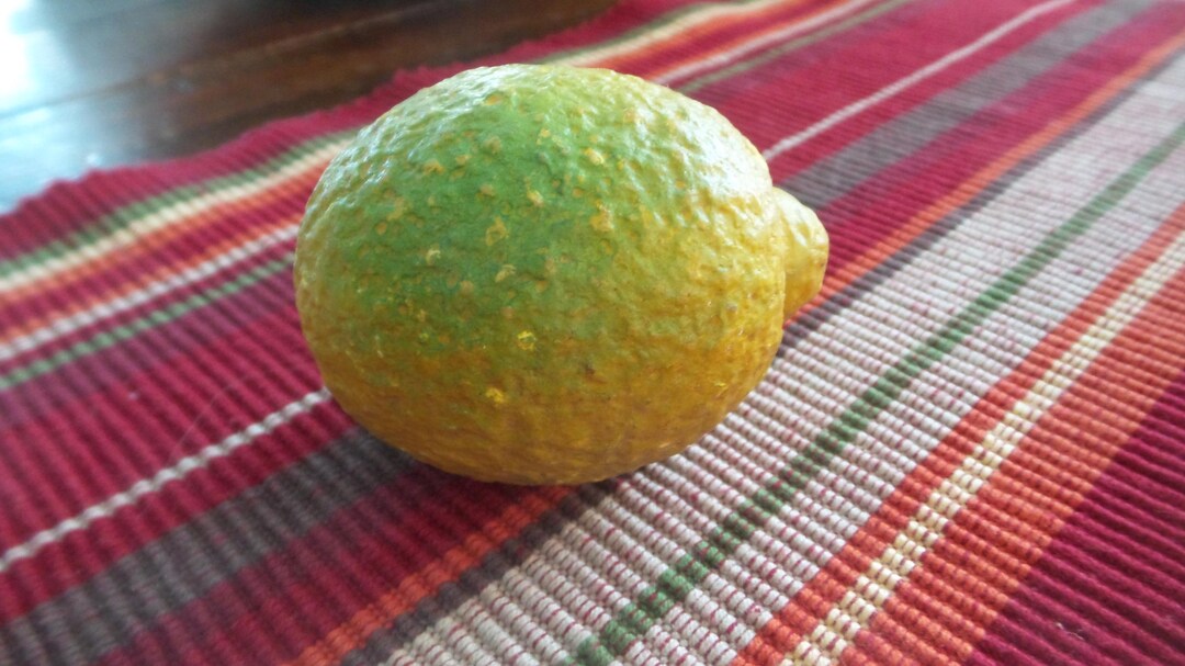 Antique STONE FRUIT LEMON Green & Yellow, Primitive, Farmhouse, for a ...