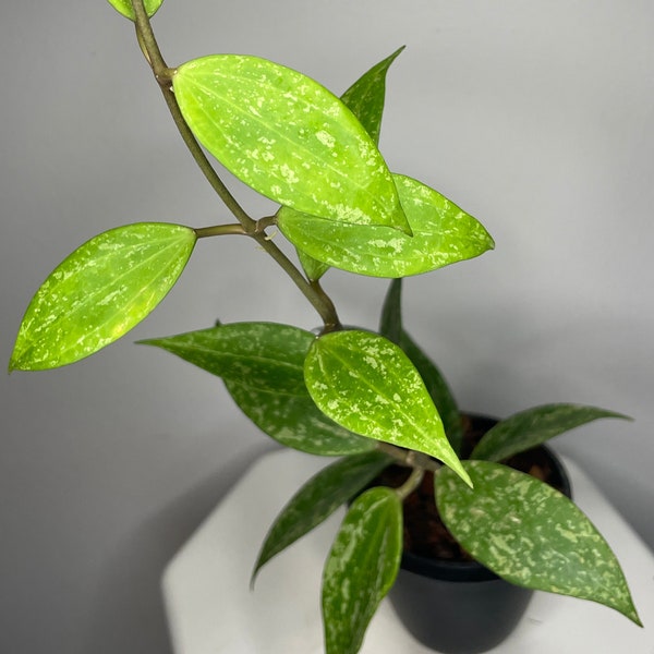 Hoya Rangsan Splash - Etsy