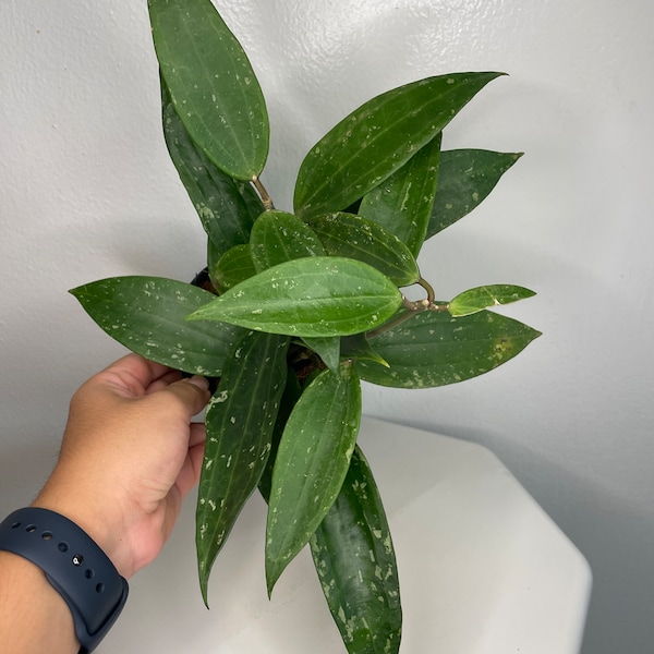 Hoya Rangsan Splash - Etsy