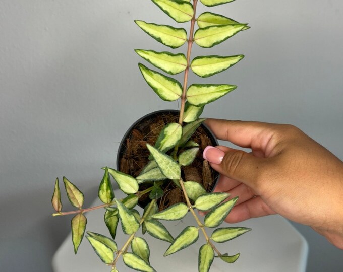 Hoya 'bella Luis Bois' Inner Variegated - Etsy