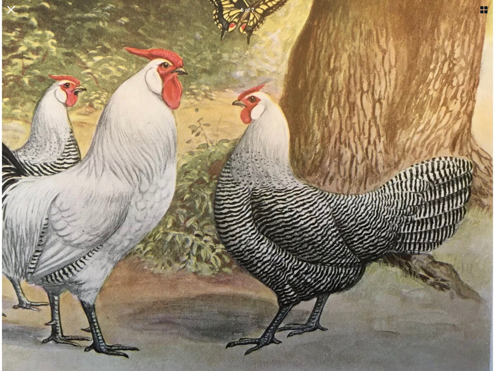 Original 1921 Silver Penciled Hamburgs Chicken Print,matted _ready-2 ...