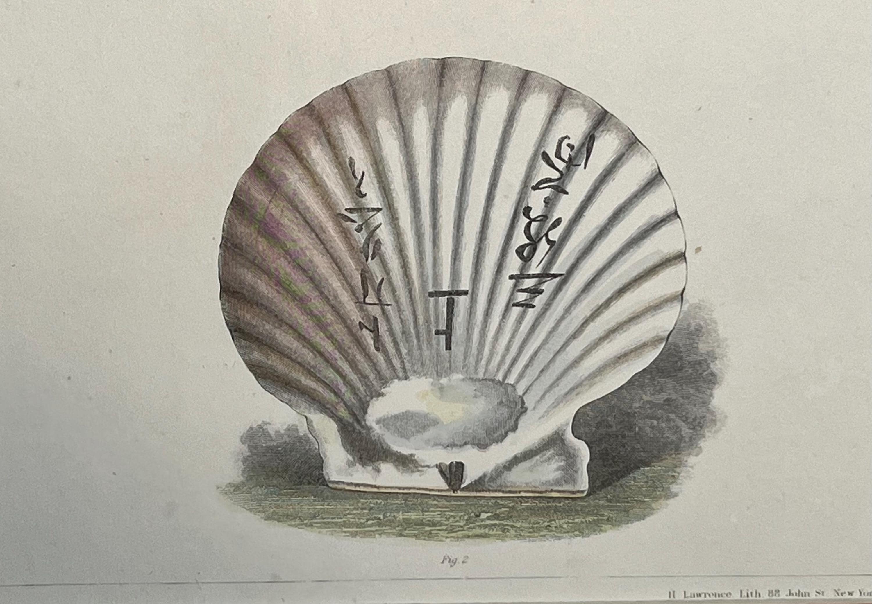 Antique 1856 Scallop Shell Engraving,us Japan Expedition,print,ready 2 ...