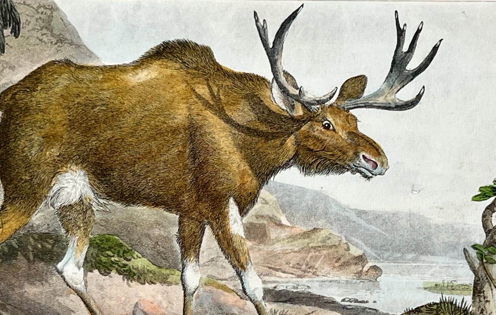 Rare Original 1788 Swedish Elk Print,charles Catton Animal Engraving ...