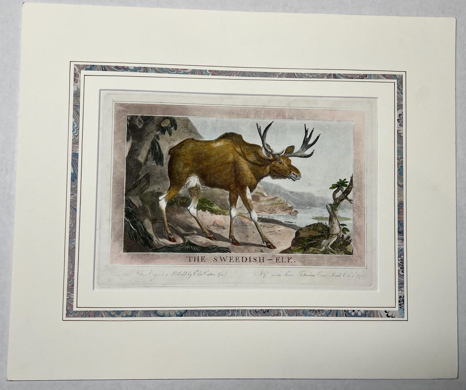 Rare Original 1788 Swedish Elk Print,charles Catton Animal Engraving ...