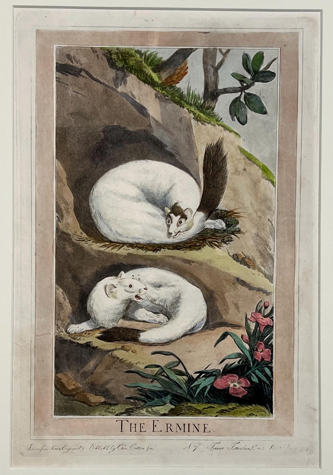 Rare Original 1788 the Ermine Print,charles Catton Animal Engraving ...