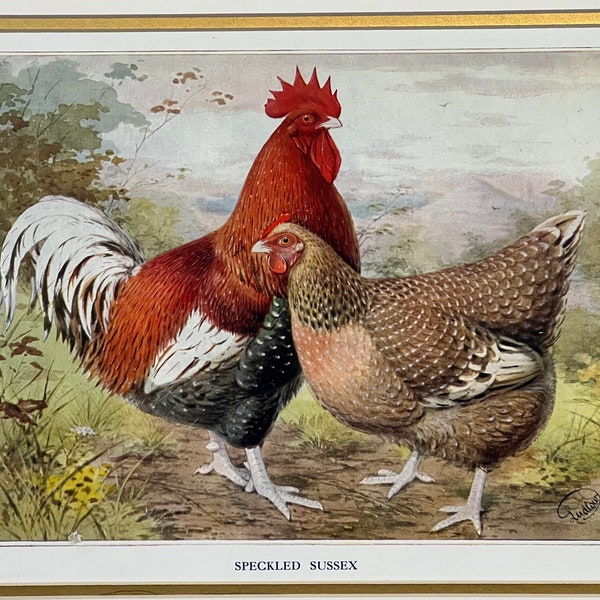 Poultry - Etsy