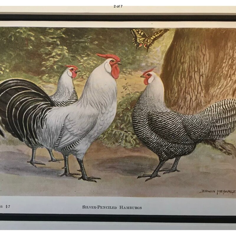Chicken Print - Etsy