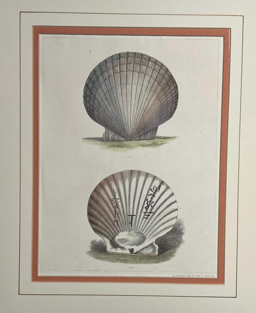 Antique 1856 Scallop Shell Engraving,us Japan Expedition,print,ready 2 ...