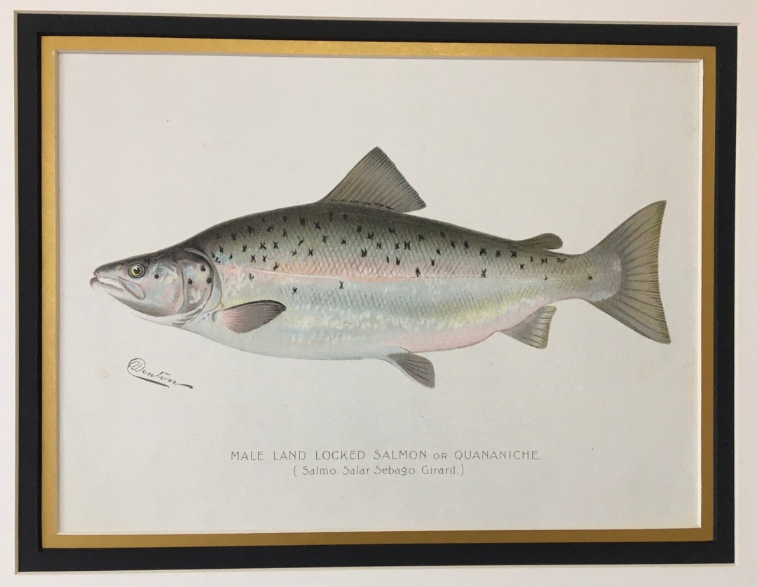 Original C1900 Denton Male Salmon Land Locked Fish Print - Etsy