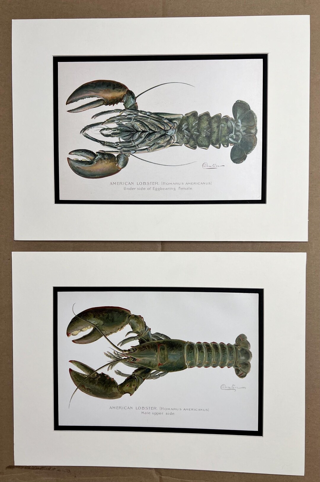 Original C1900 Denton Lobster Male and Female Prints,matted and Ready-2 ...
